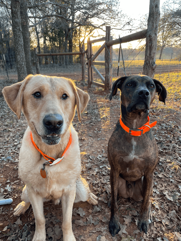 Dr. Allie Hughey | Swann Animal Clinic